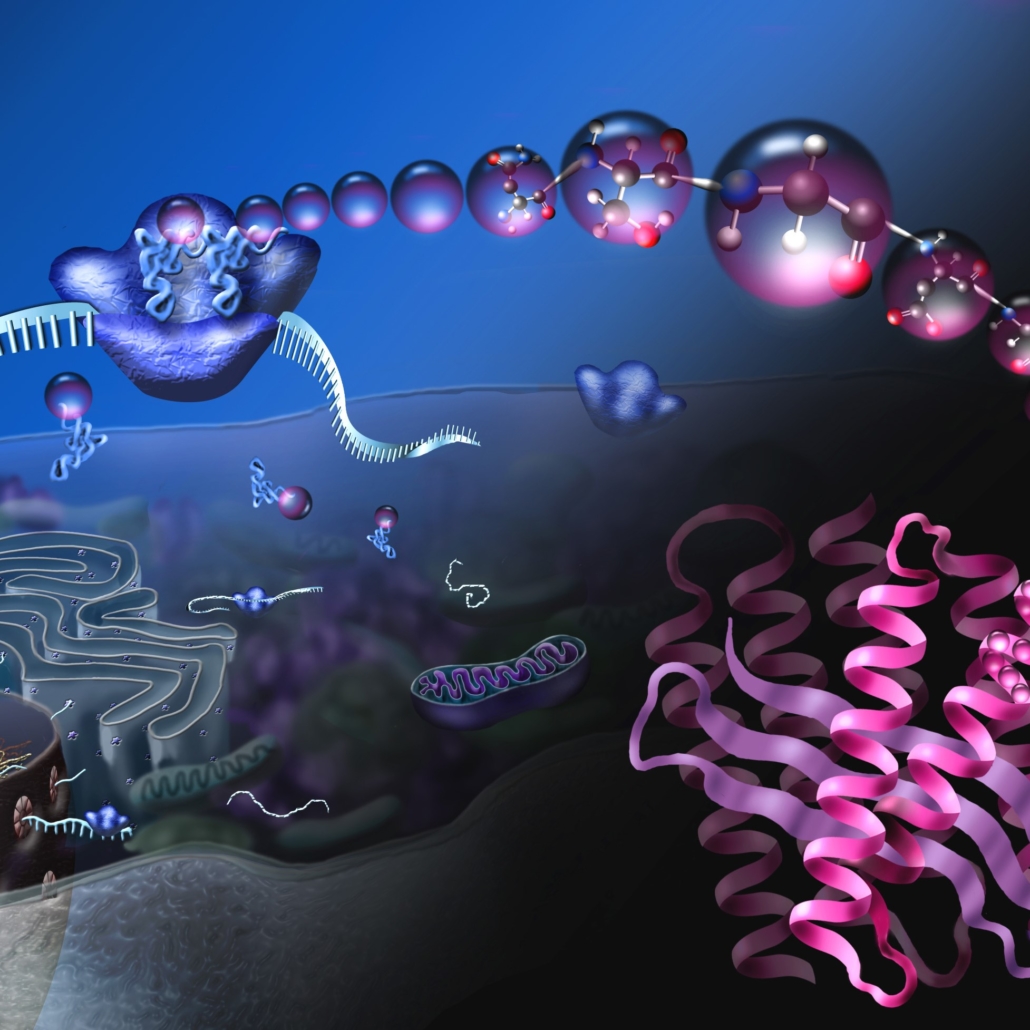 LNBR | Exo-mannanase enzyme – LNBR